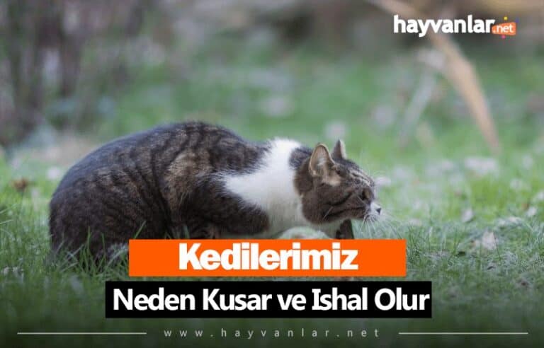 Kediler Neden Kusar ve İshal Olur? - Hayvanlar.net