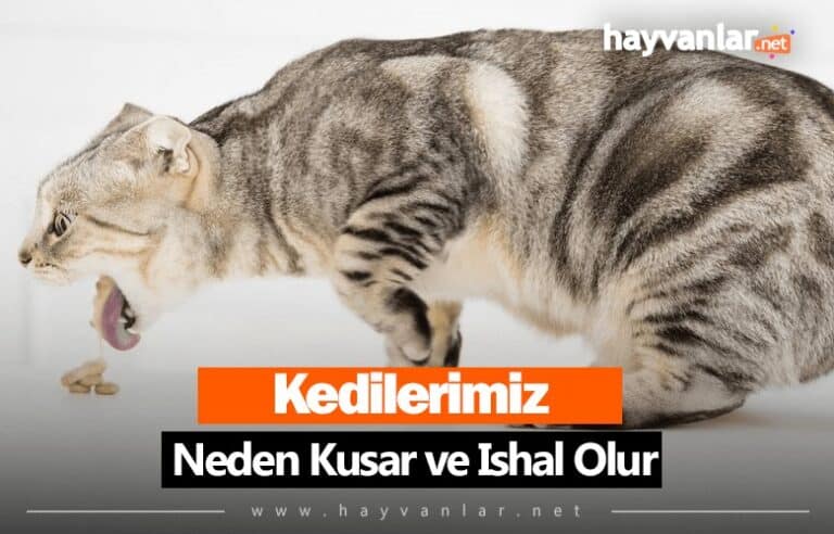 Kediler Neden Kusar ve İshal Olur? - Hayvanlar.net