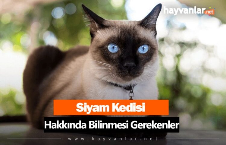 Cins Kediler, Kedi Cinsleri - Kedi Türleri ve Irkları - Hayvanlar.net