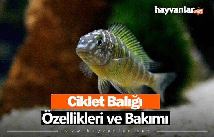 Ciklet Balığı Özellikleri ve Bakımı - Hayvanlar.net Ciklet Balığı Özellikleri ve Bakımı - Hayvanlar.net