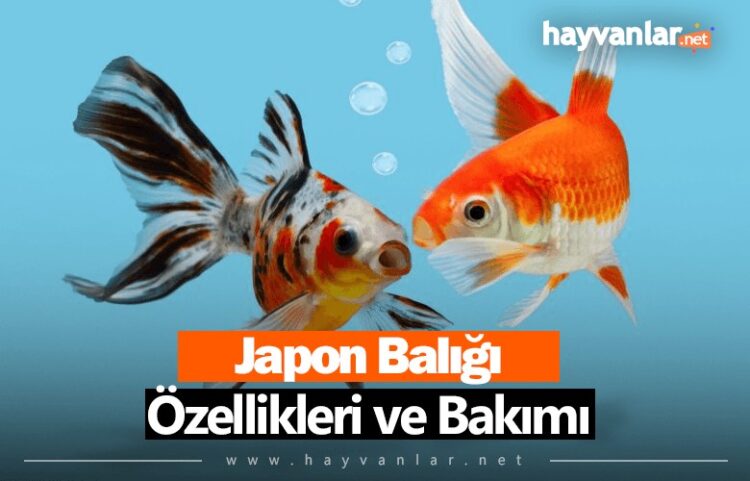 Japon Balığı Özellikleri ve Bakımı - Hayvanlar.net