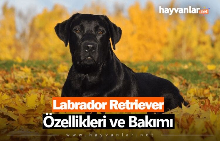 Labrador Retriever Özellikleri ve Bakımı - Hayvanlar.net