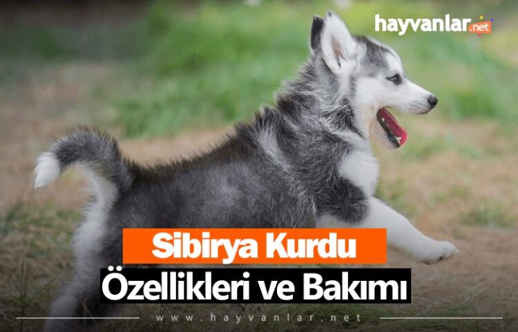 Sibirya Kurdu (Husky) Özellikleri ve Bakımı - Hayvanlar.net