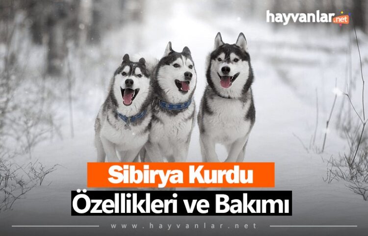 Sibirya Kurdu (Husky) Özellikleri ve Bakımı - Hayvanlar.net