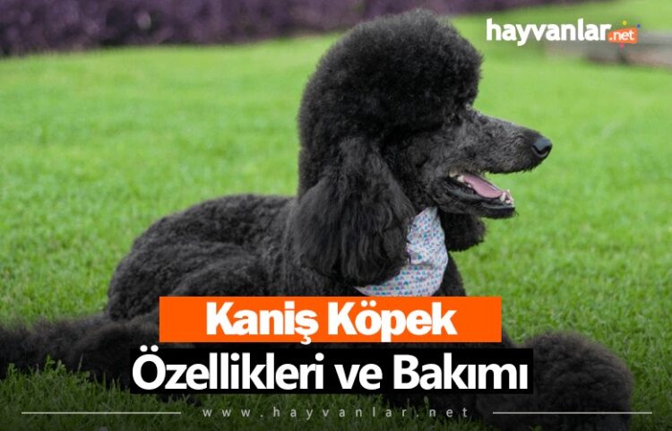 Kaniş (Toy Poodle) Köpek Özellikleri ve Bakımı - Hayvanlar.net