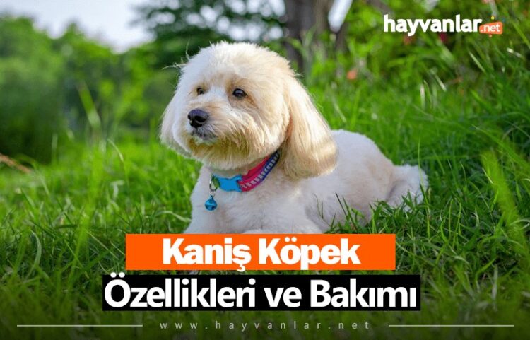 Kaniş (Toy Poodle) Köpek Özellikleri ve Bakımı - Hayvanlar.net