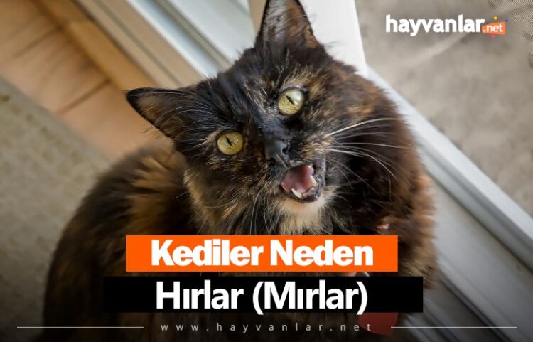 Kediler Neden Hırlar (Mırlar) - Hayvanlar.net
