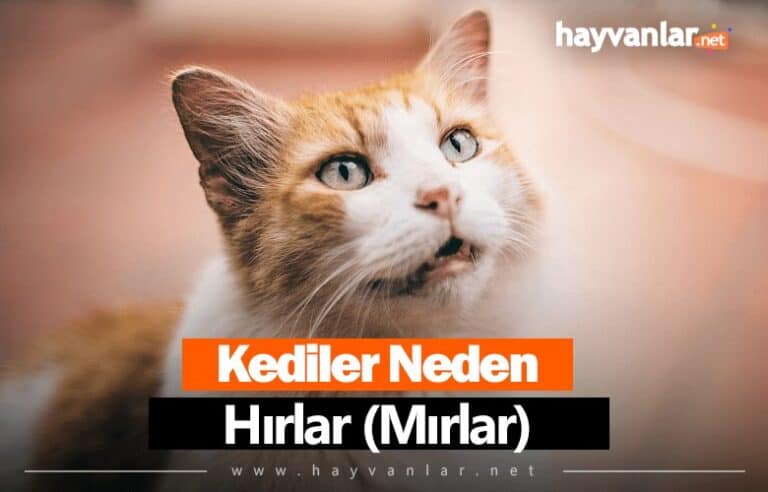 Kediler Neden Hırlar (Mırlar) - Hayvanlar.net