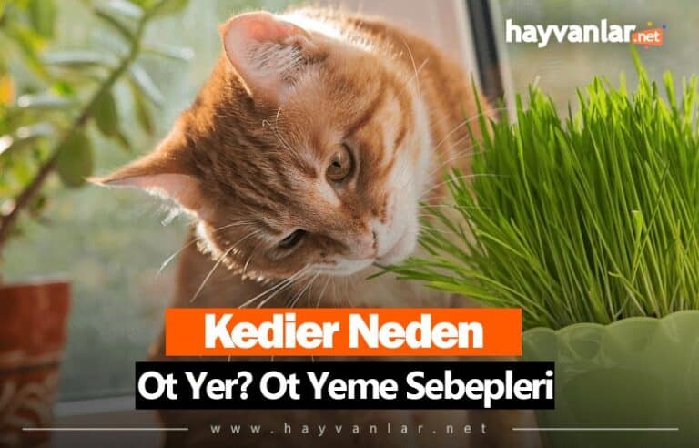 Kediler Neden Ot Yer? - Hayvanlar.net