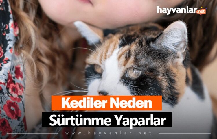 Kediler Neden Sürtünür? - Hayvanlar.net