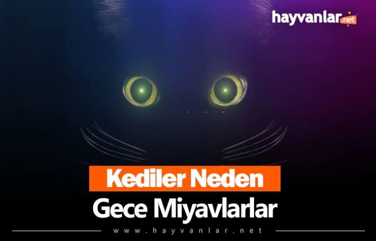 Kediler Neden Gece Miyavlar - Hayvanlar.net