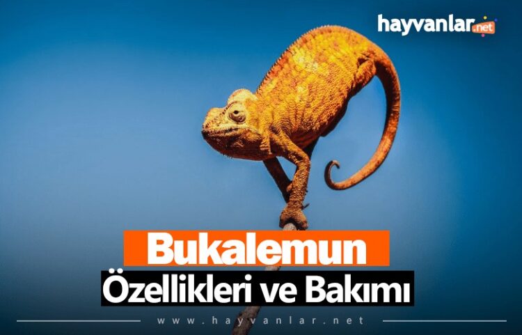 Bukalemun Özellikleri ve Bakımı - Hayvanlar.net