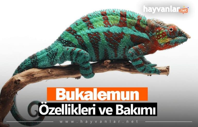 Bukalemun Özellikleri ve Bakımı - Hayvanlar.net