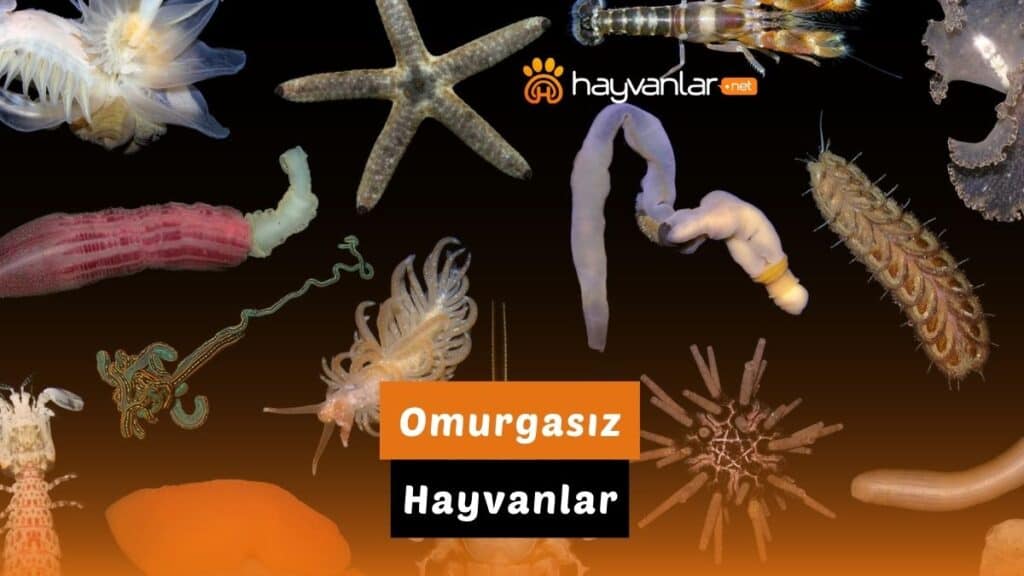 Omurgasız Hayvanlar Nelerdir? Omurgasız Hayvanların Özellikleri ...