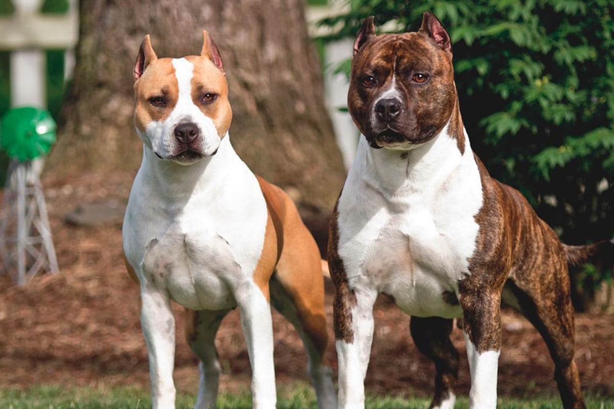 American Staffordshire Terrier (AmStaffs) - Hayvanlar.net