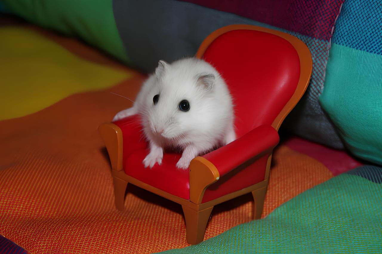 Sibirya Hamsterı: Özellikleri ve Bakımı - Hayvanlar.net