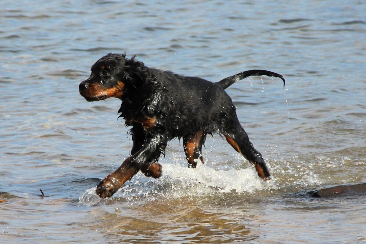 Gordon Setter Özellikleri ve Bakımı - Hayvanlar.net